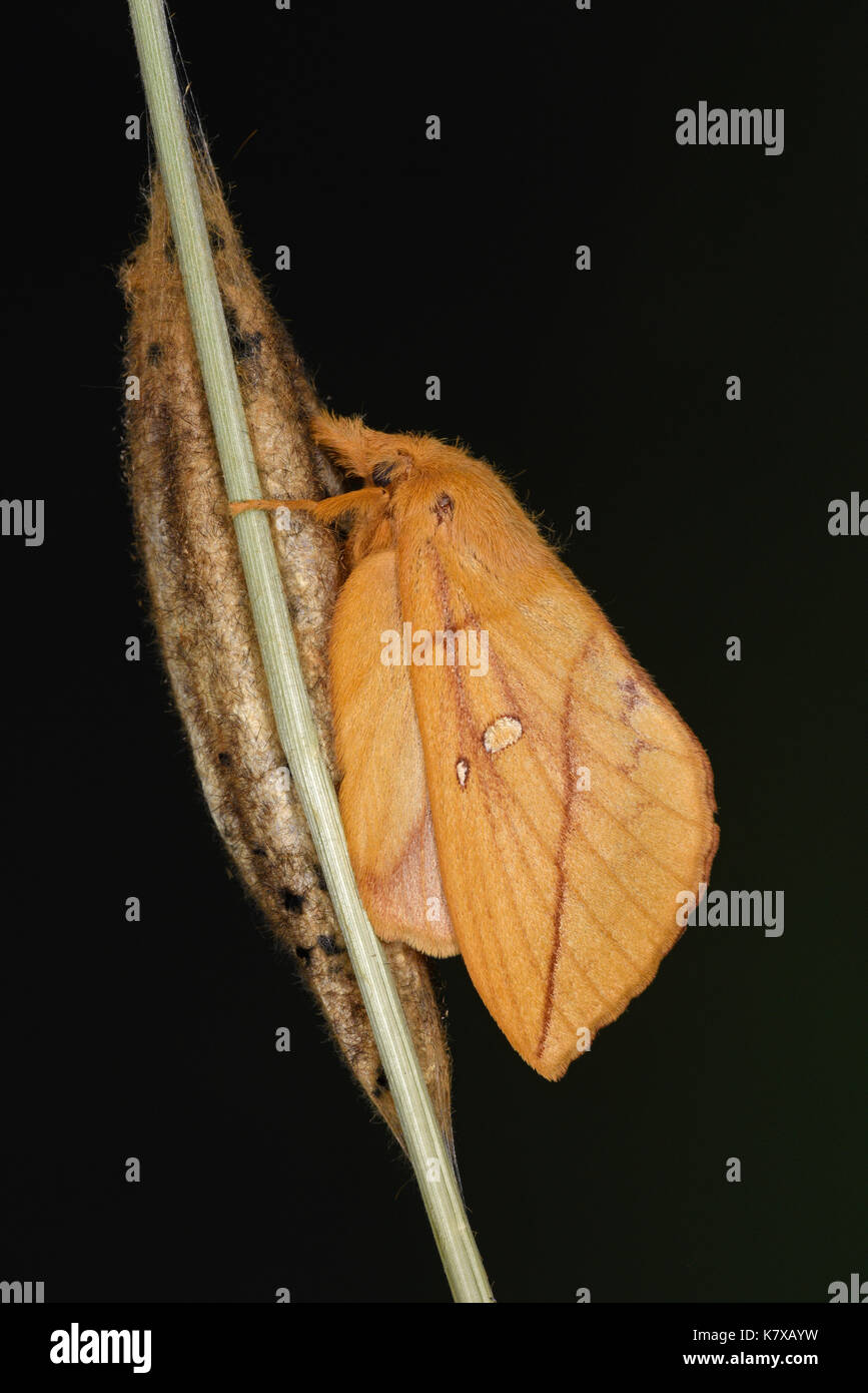 Drinker Moth (Euthrix potatoria) freshly emerged adult female at rest ...