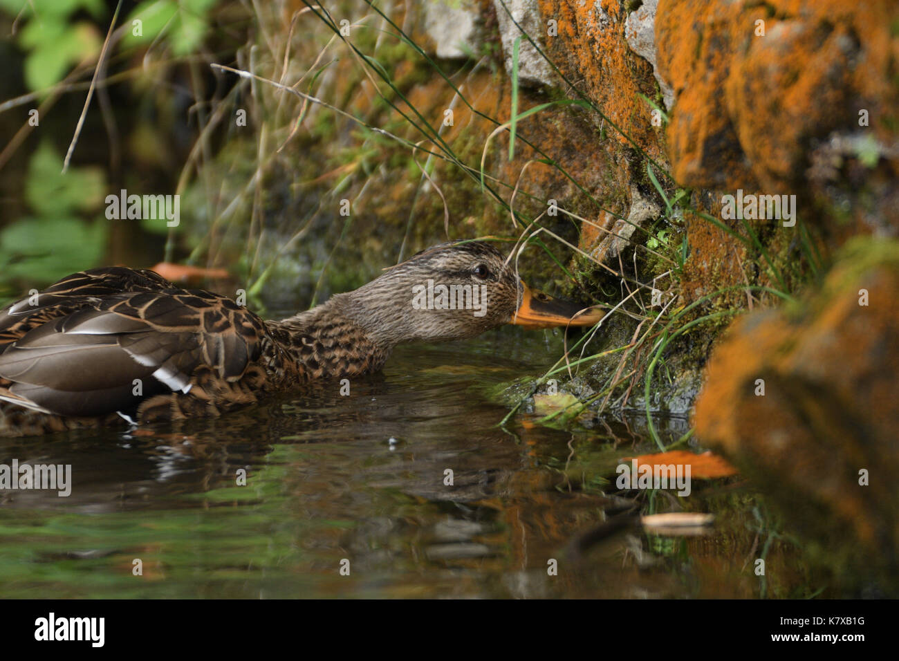 wildlife ducks on the water Stock Photo - Alamy