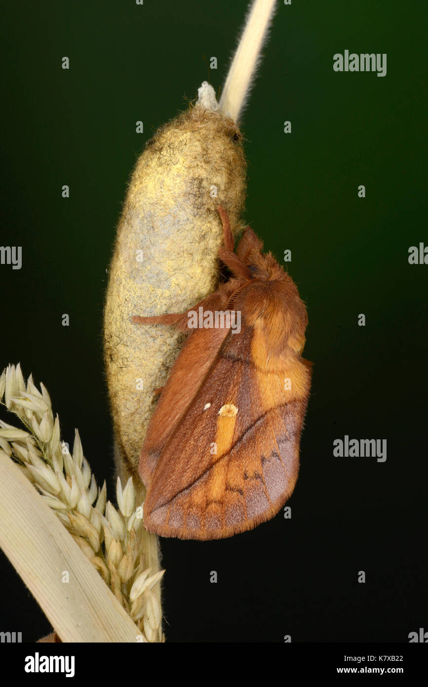 The Drinker Moth (Euthrix potatoria) freshly emerged male, clinging to ...