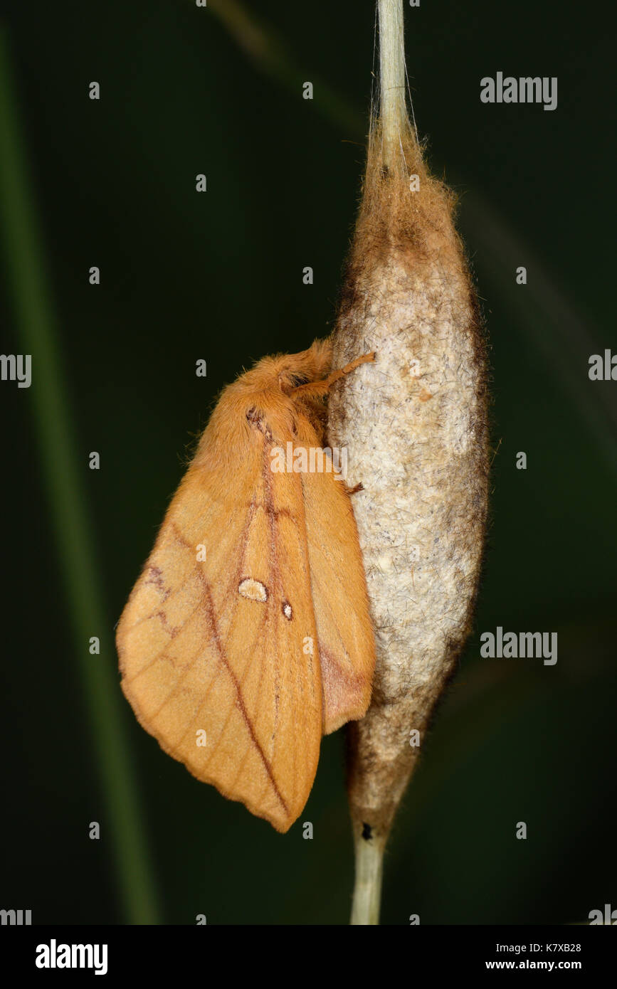The Drinker Moth (Euthrix potatoria) freshly emerged female, clinging ...