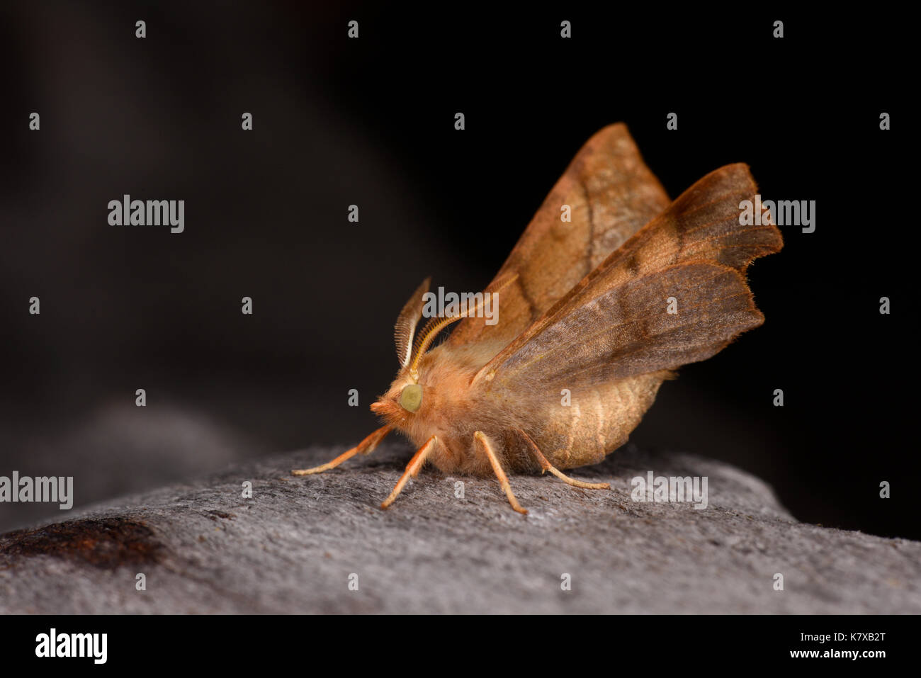 The dusky thorn moth hi-res stock photography and images - Alamy