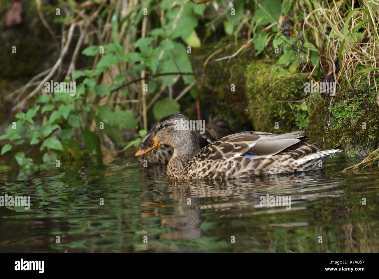 wildlife ducks on the water Stock Photo - Alamy