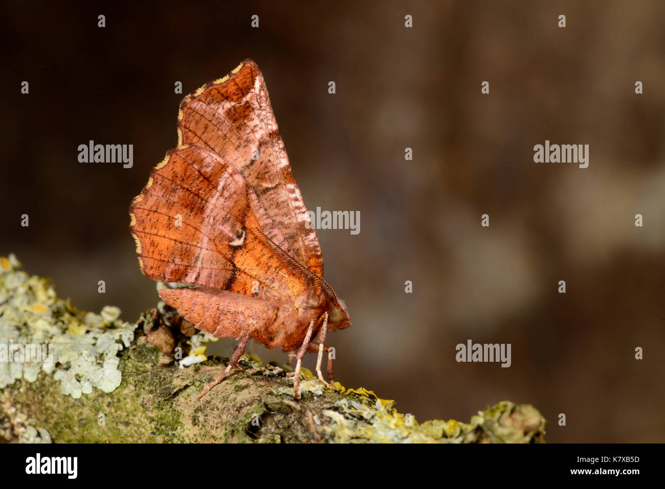 Early Thorn Moth (Selenia dentaria) adult at rest on lichen covered ...