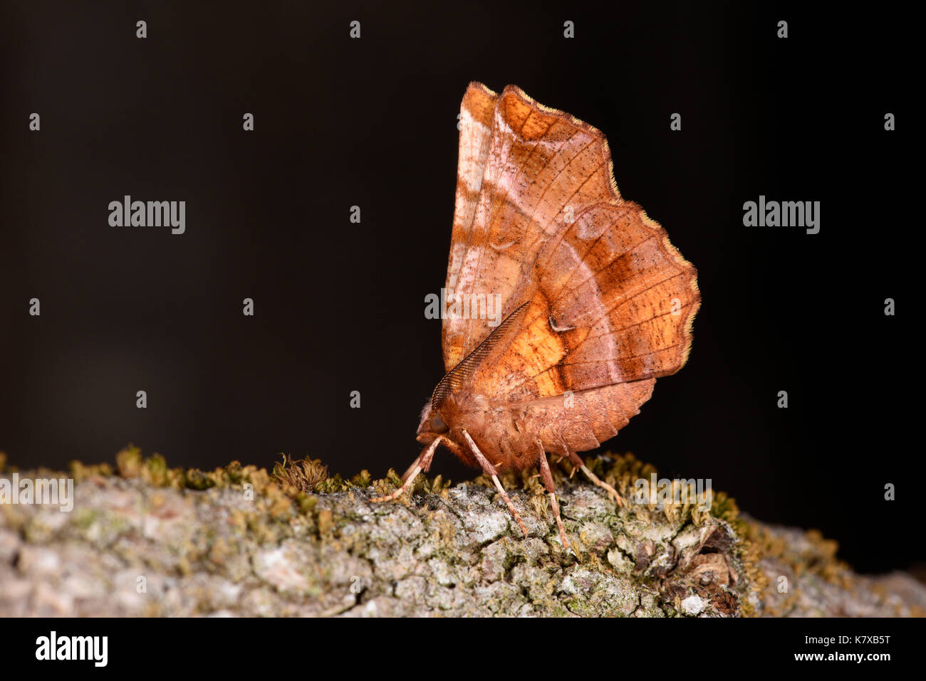 Early Thorn Moth (Selenia dentaria) adult at rest on lichen covered ...