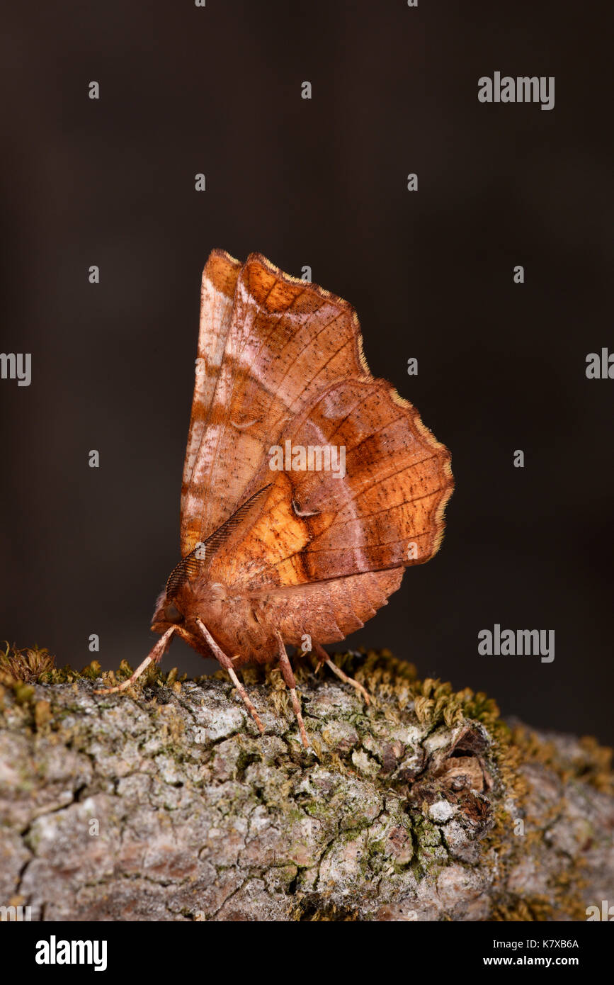 Early Thorn Moth (Selenia dentaria) adult at rest on lichen covered ...