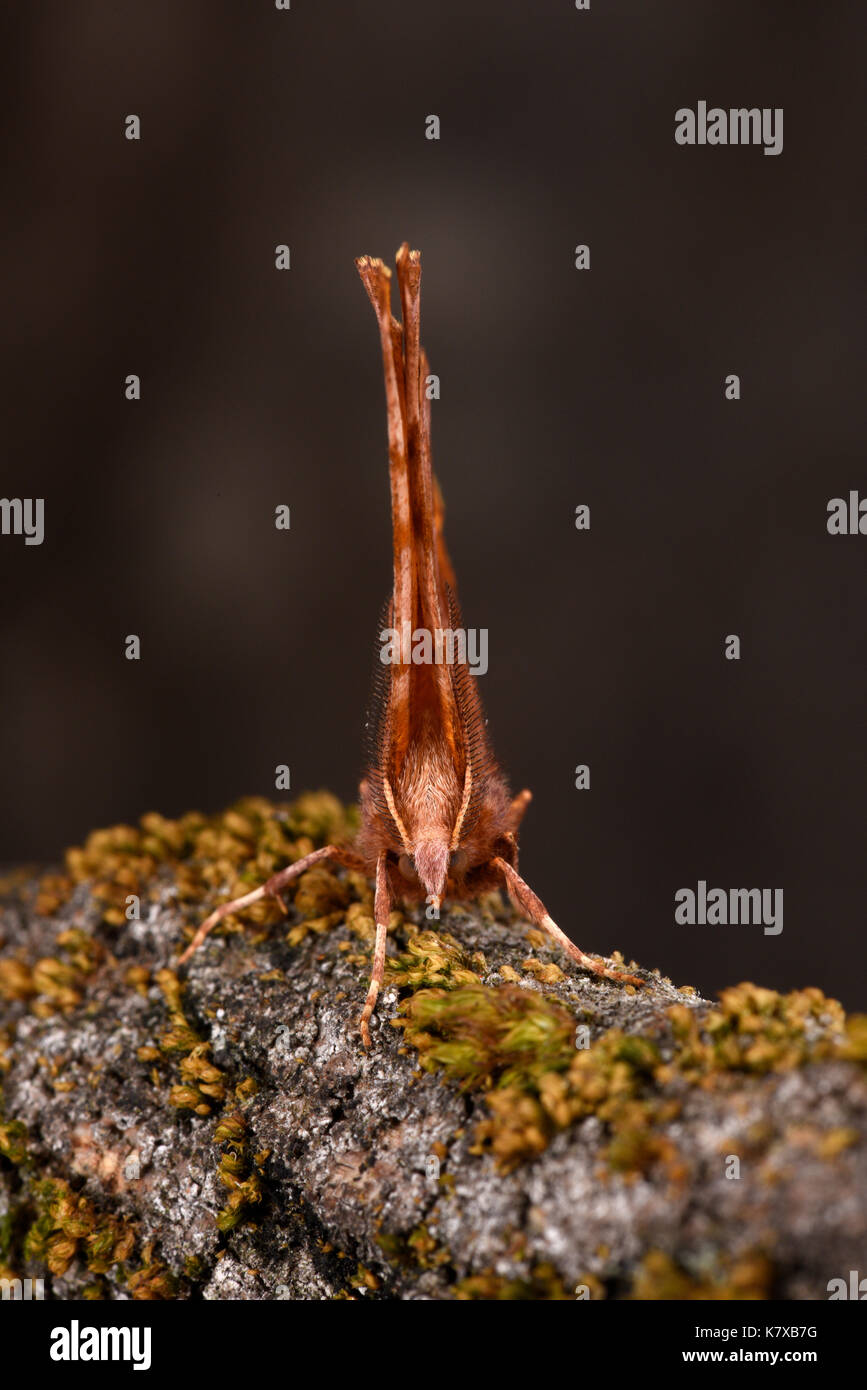 Typical resting position hi-res stock photography and images - Alamy