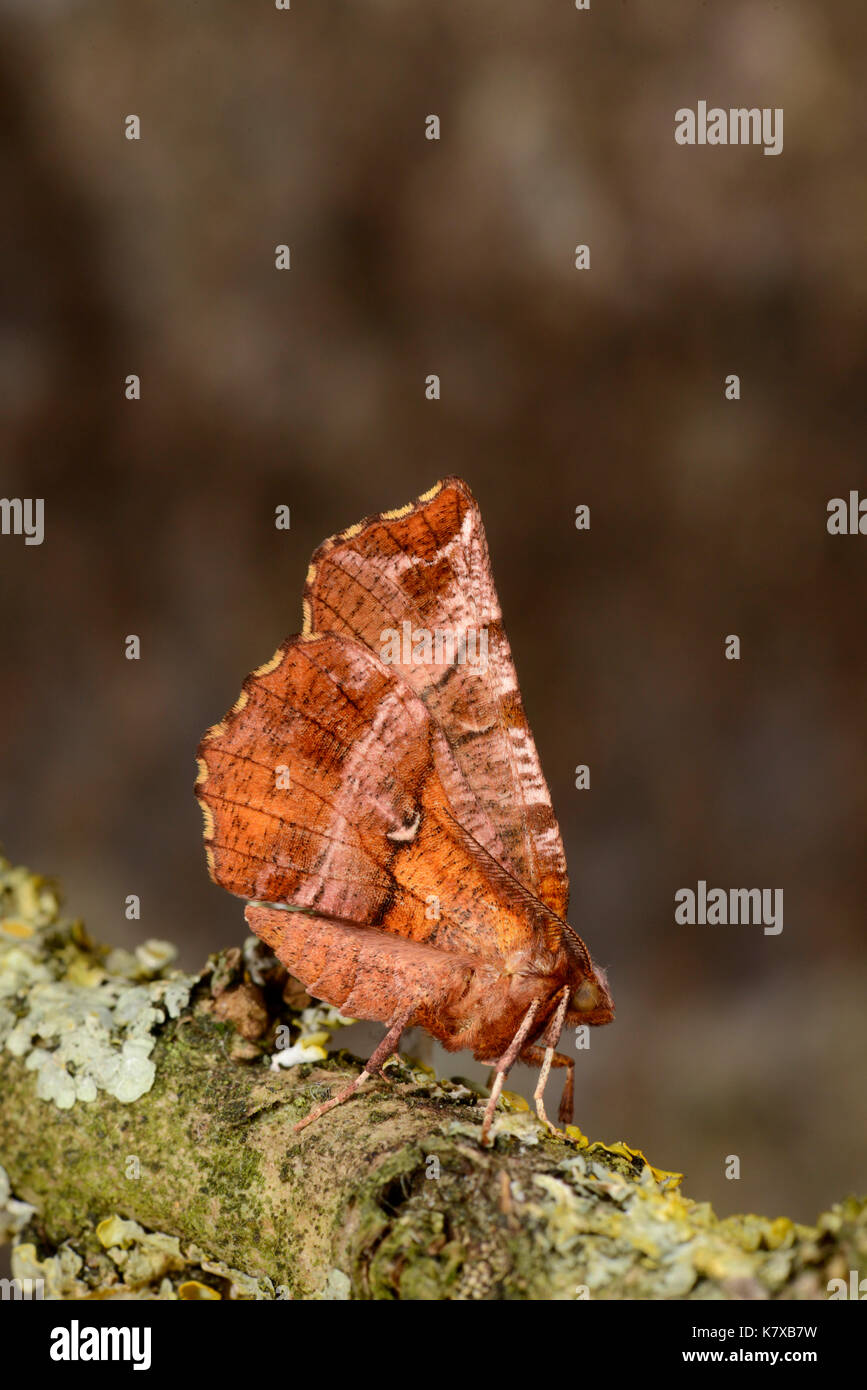 Early thorn moth selenia dentaria hi-res stock photography and images ...