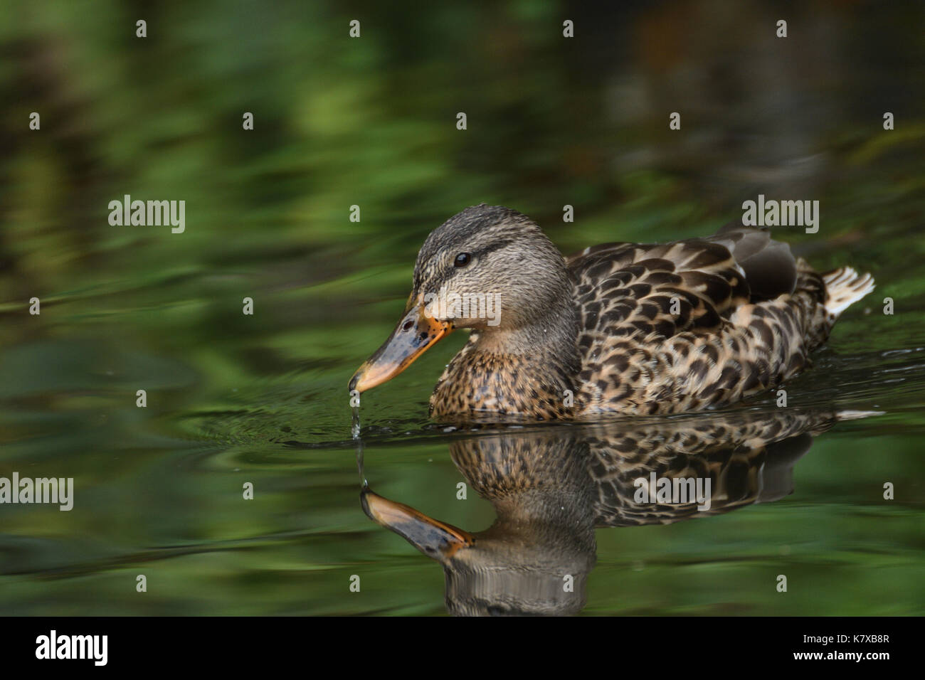 wildlife ducks on the water Stock Photo - Alamy