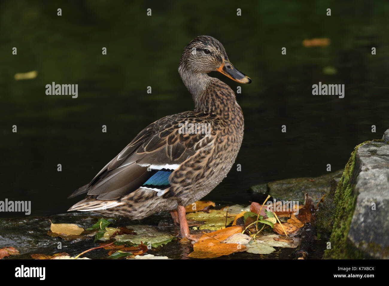 wildlife ducks on the water Stock Photo - Alamy