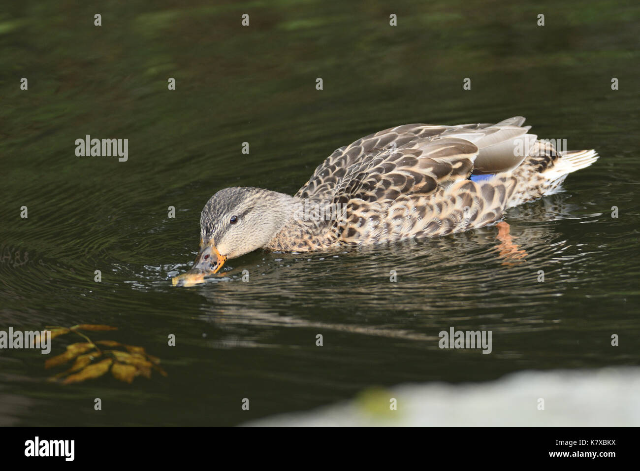 wildlife ducks on the water Stock Photo - Alamy