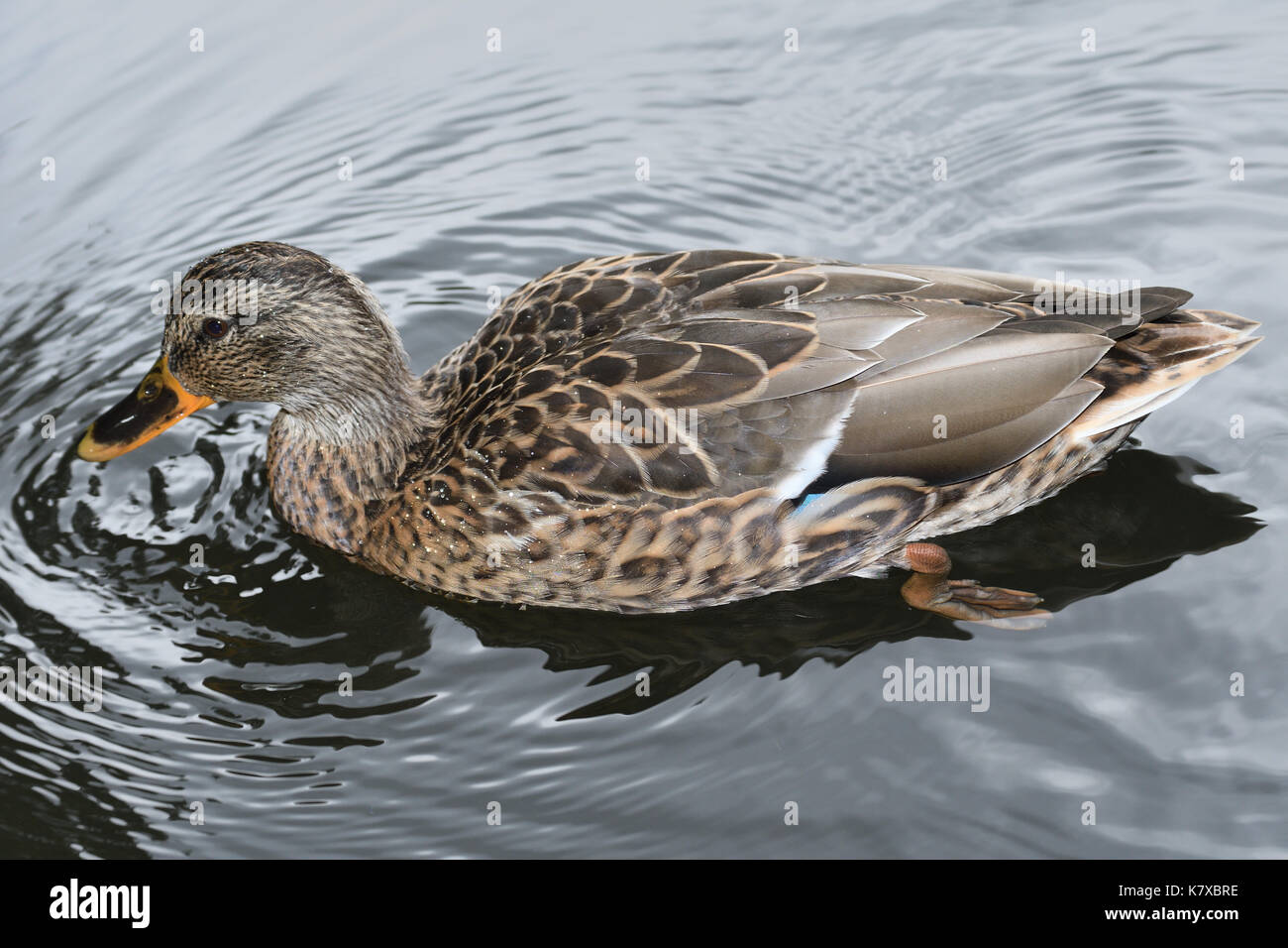 wildlife ducks on the water Stock Photo - Alamy