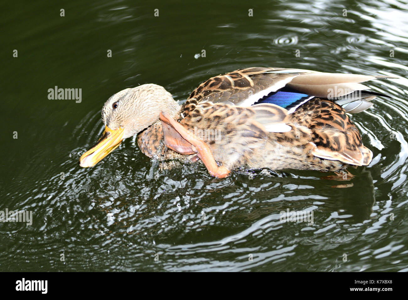 wildlife ducks on the water Stock Photo - Alamy