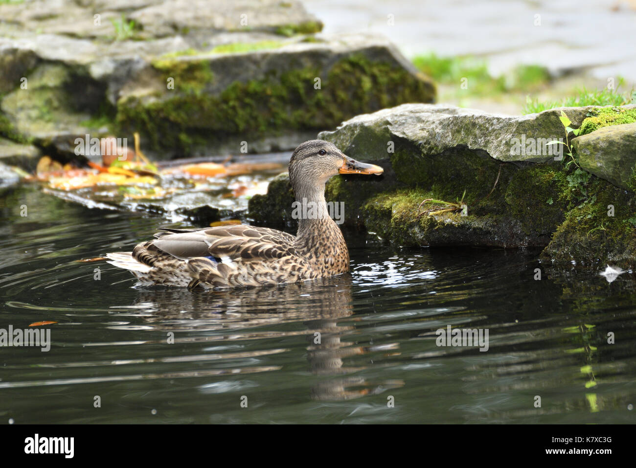 wildlife ducks on the water Stock Photo - Alamy