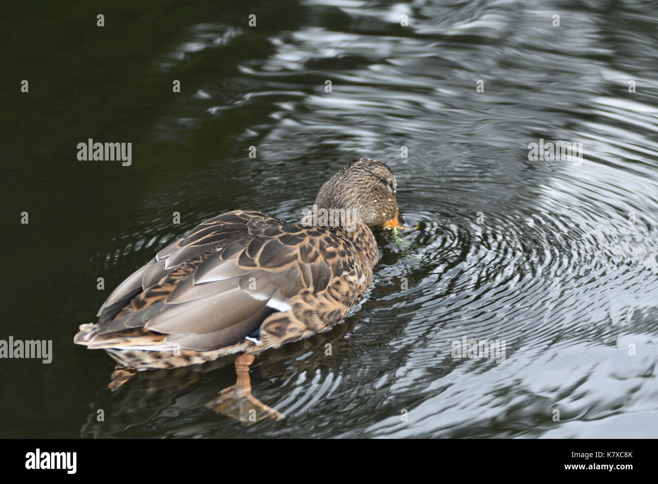 wildlife ducks on the water Stock Photo - Alamy