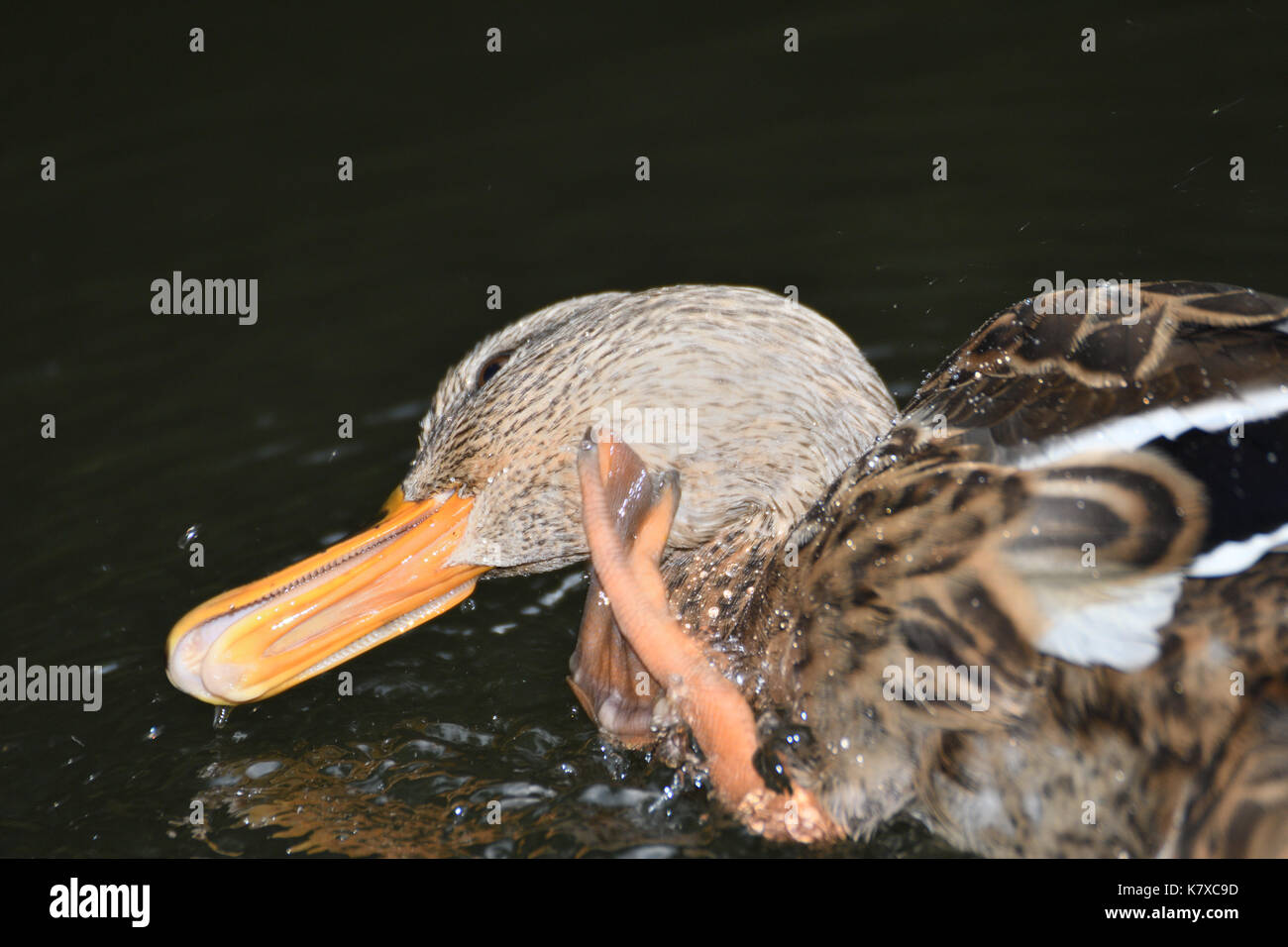 wildlife ducks on the water Stock Photo - Alamy