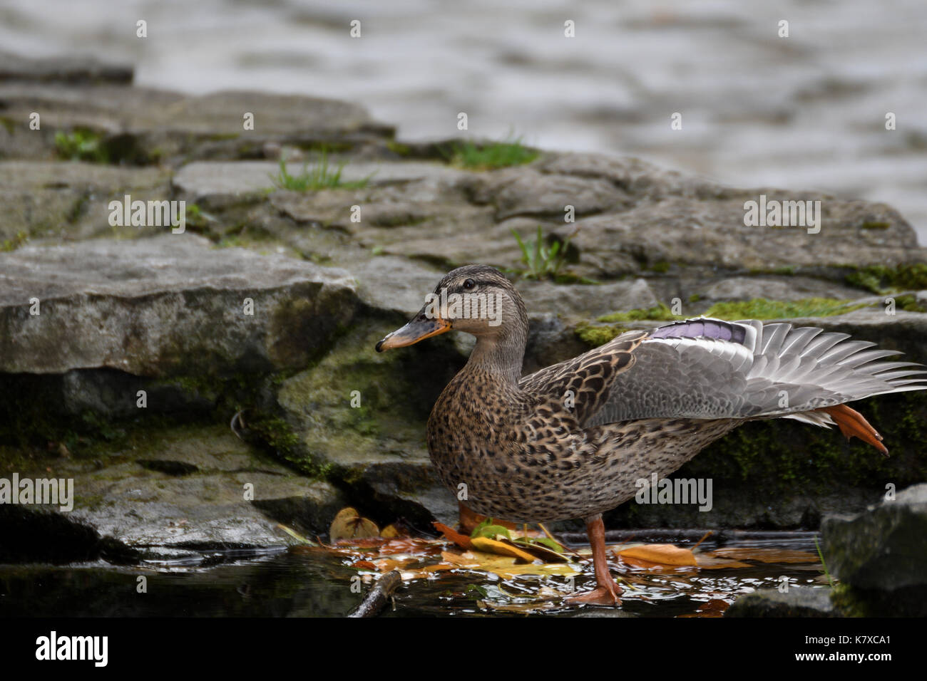 wildlife ducks on the water Stock Photo - Alamy