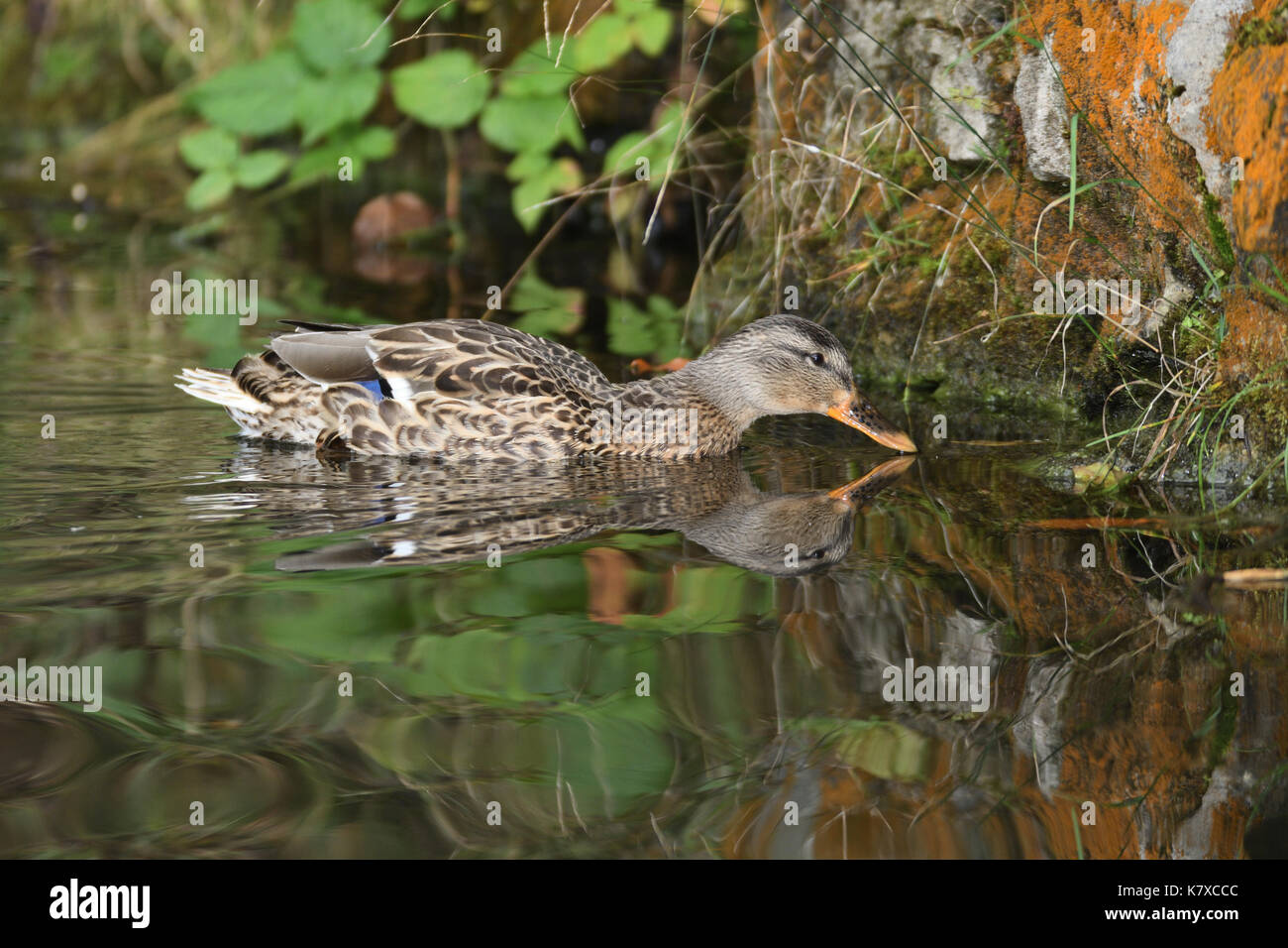 wildlife ducks on the water Stock Photo - Alamy