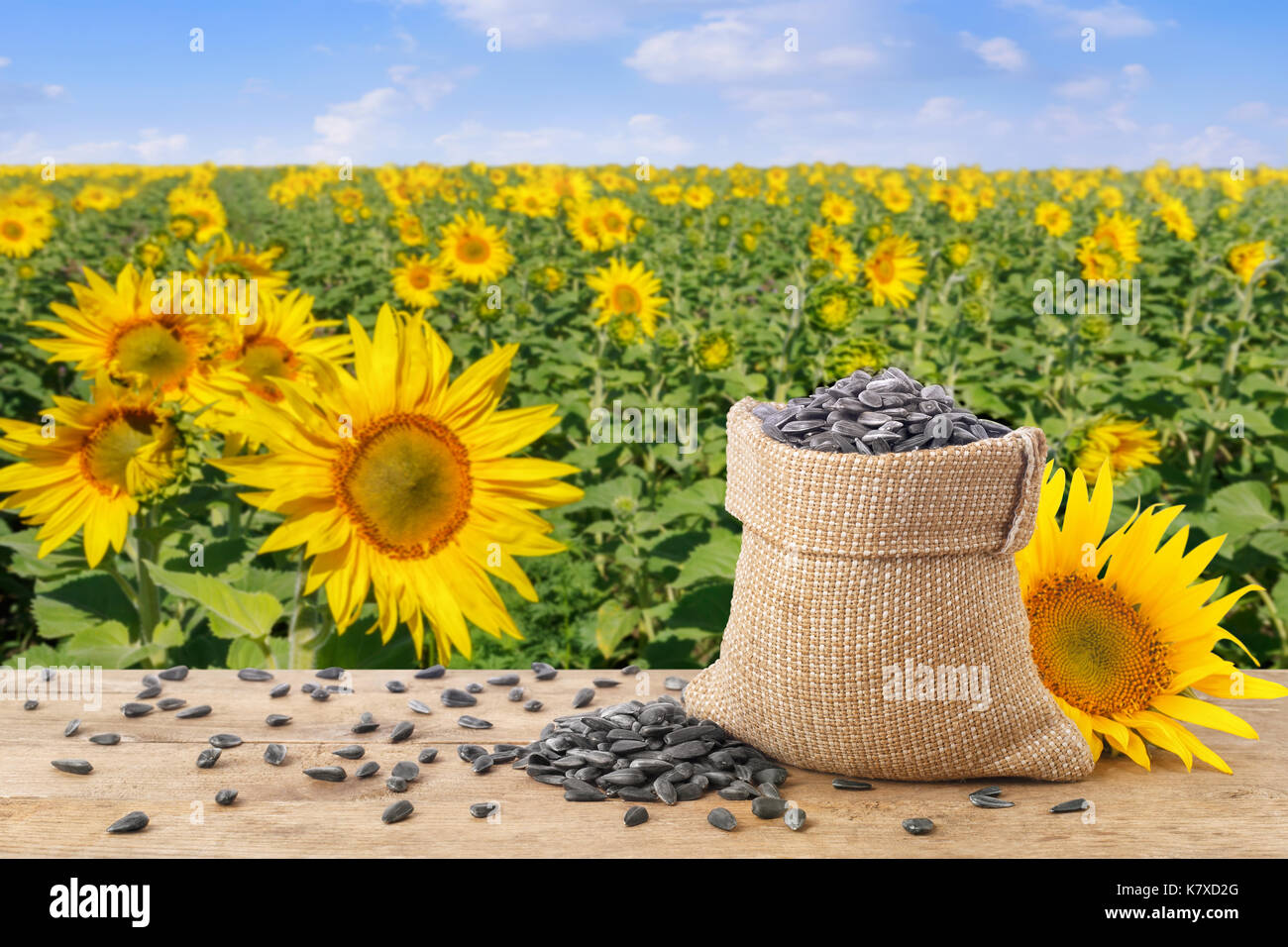 sunflower seeds in burlap sack, fresh sunflower on wooden table with ...