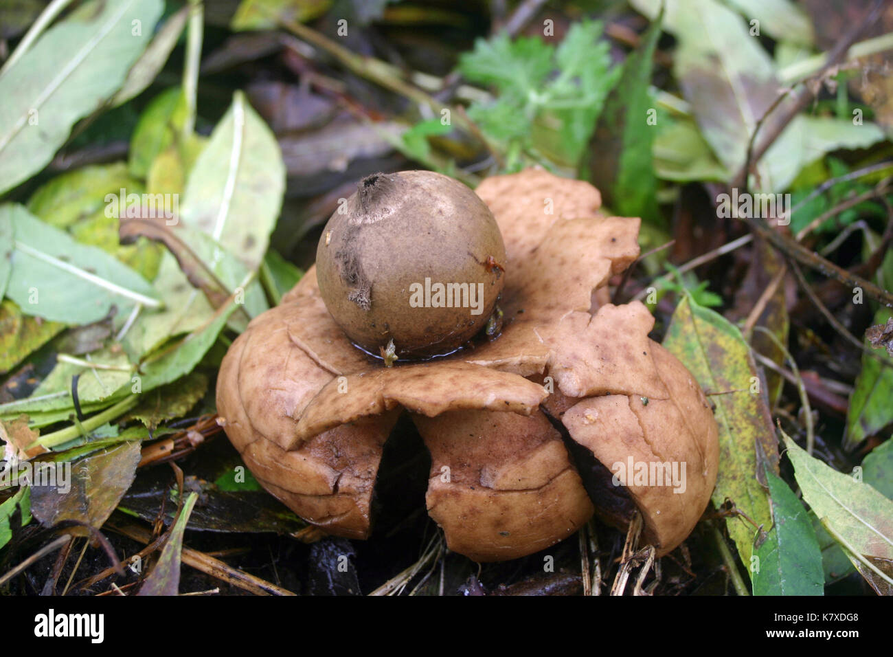 Recently emerged earthstar fungus which is probably the collared ...