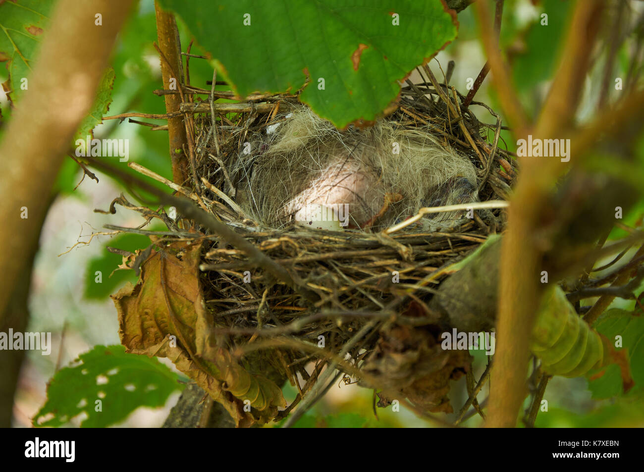 Little bird nest with one egg in the bush Stock Photo - Alamy