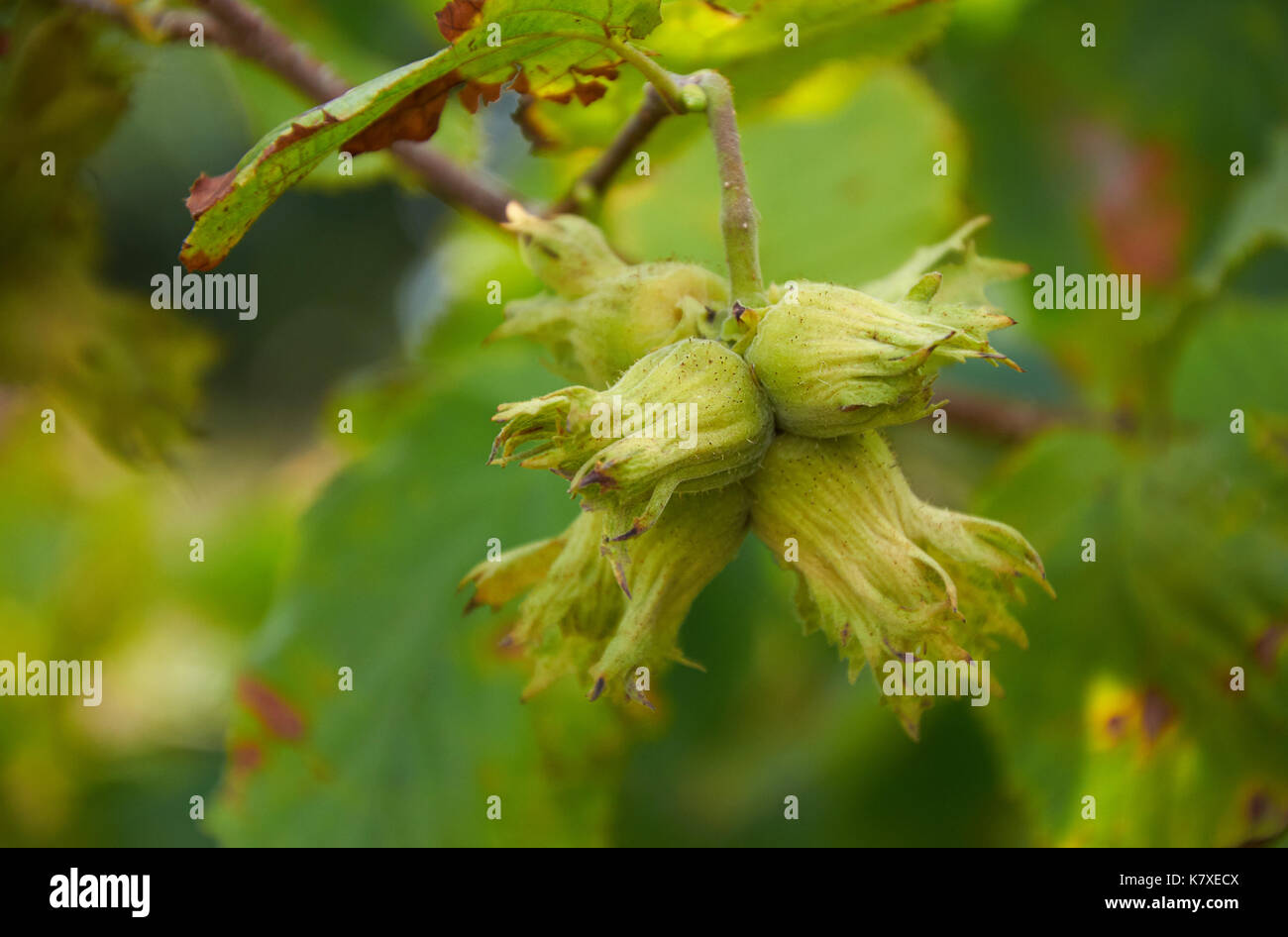 Cobnut tree hi-res stock photography and images - Alamy