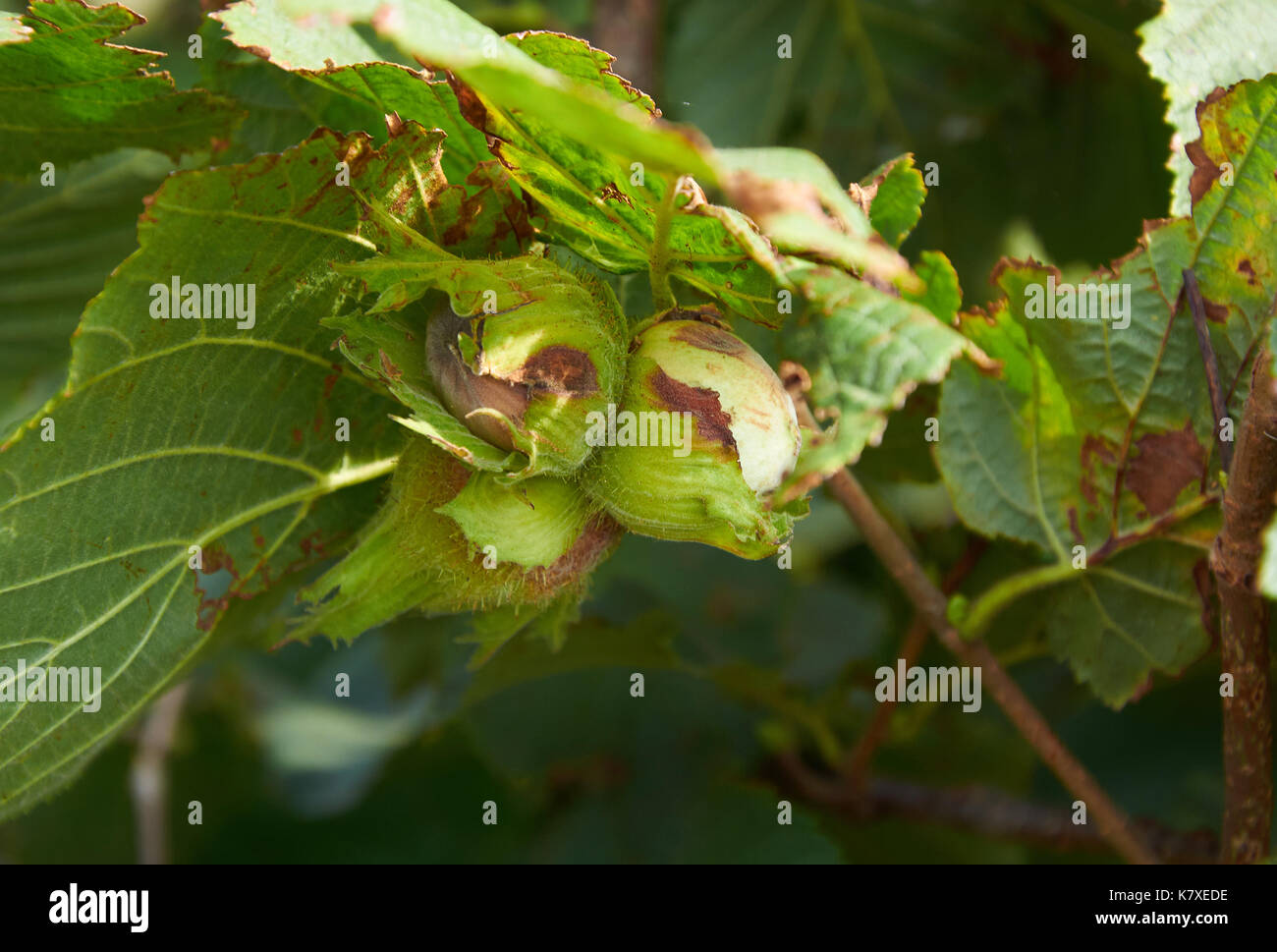 Cobnut tree hi-res stock photography and images - Alamy