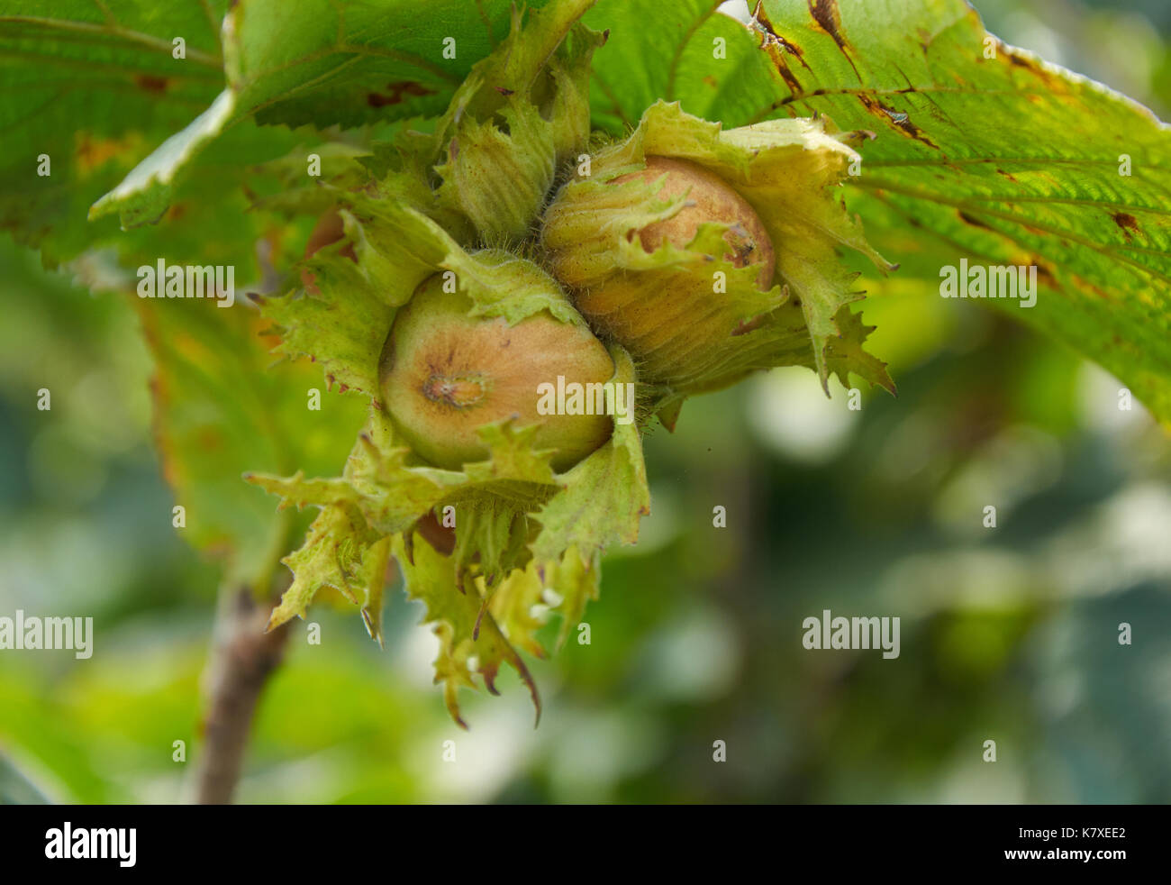 Cobnut tree hi-res stock photography and images - Alamy