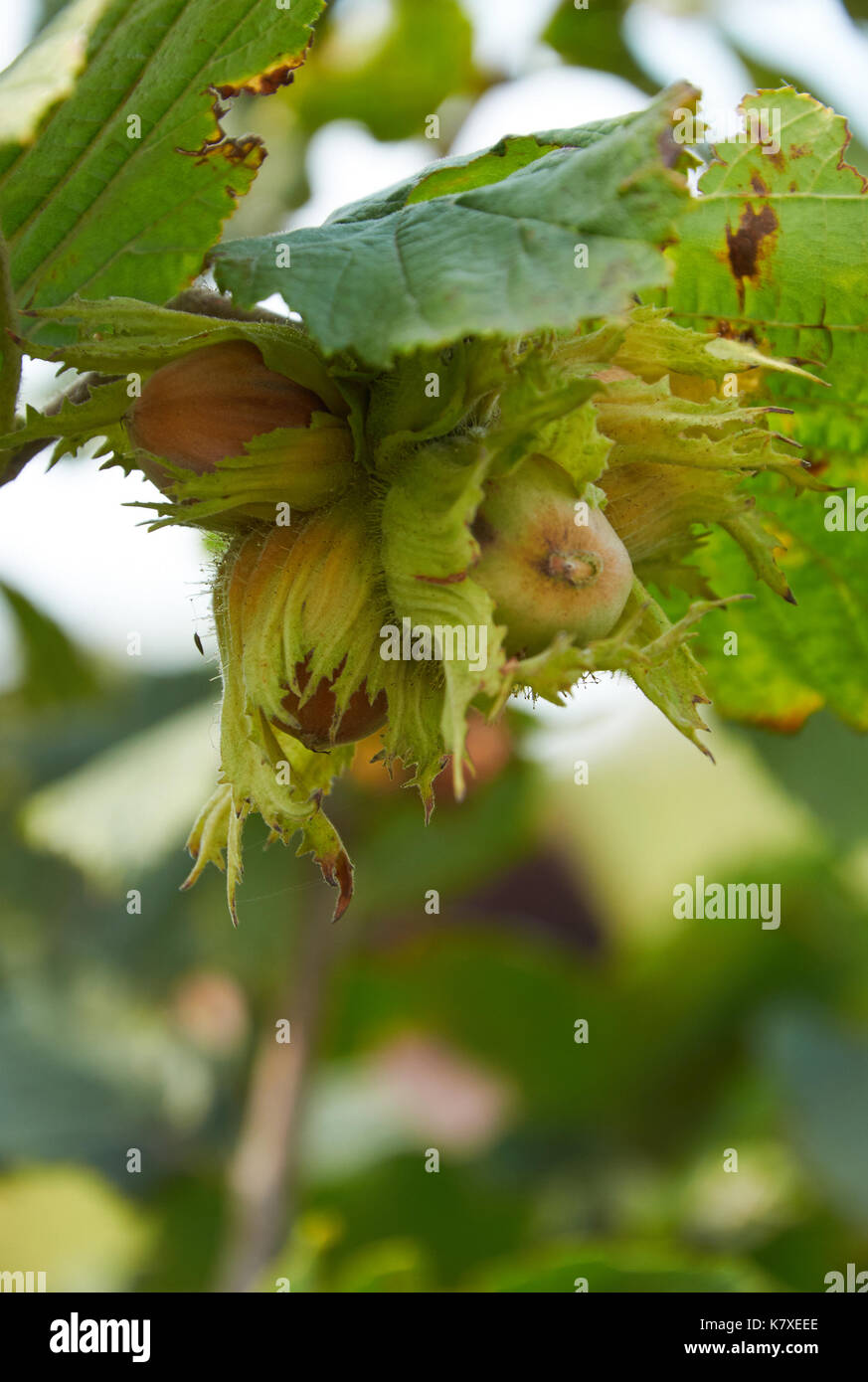 Cobnut tree hi-res stock photography and images - Alamy