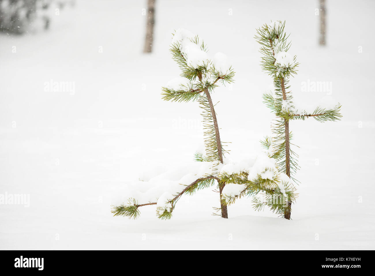 Two trees growing together hi-res stock photography and images - Alamy