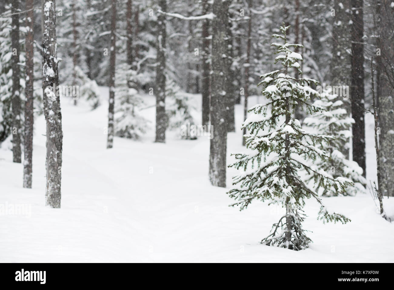 Little pine tree hi-res stock photography and images - Alamy