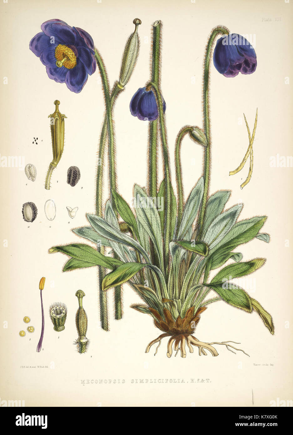 Illustrations of Himalayan plants (Plate VIII) BHL620694 Stock Photo ...