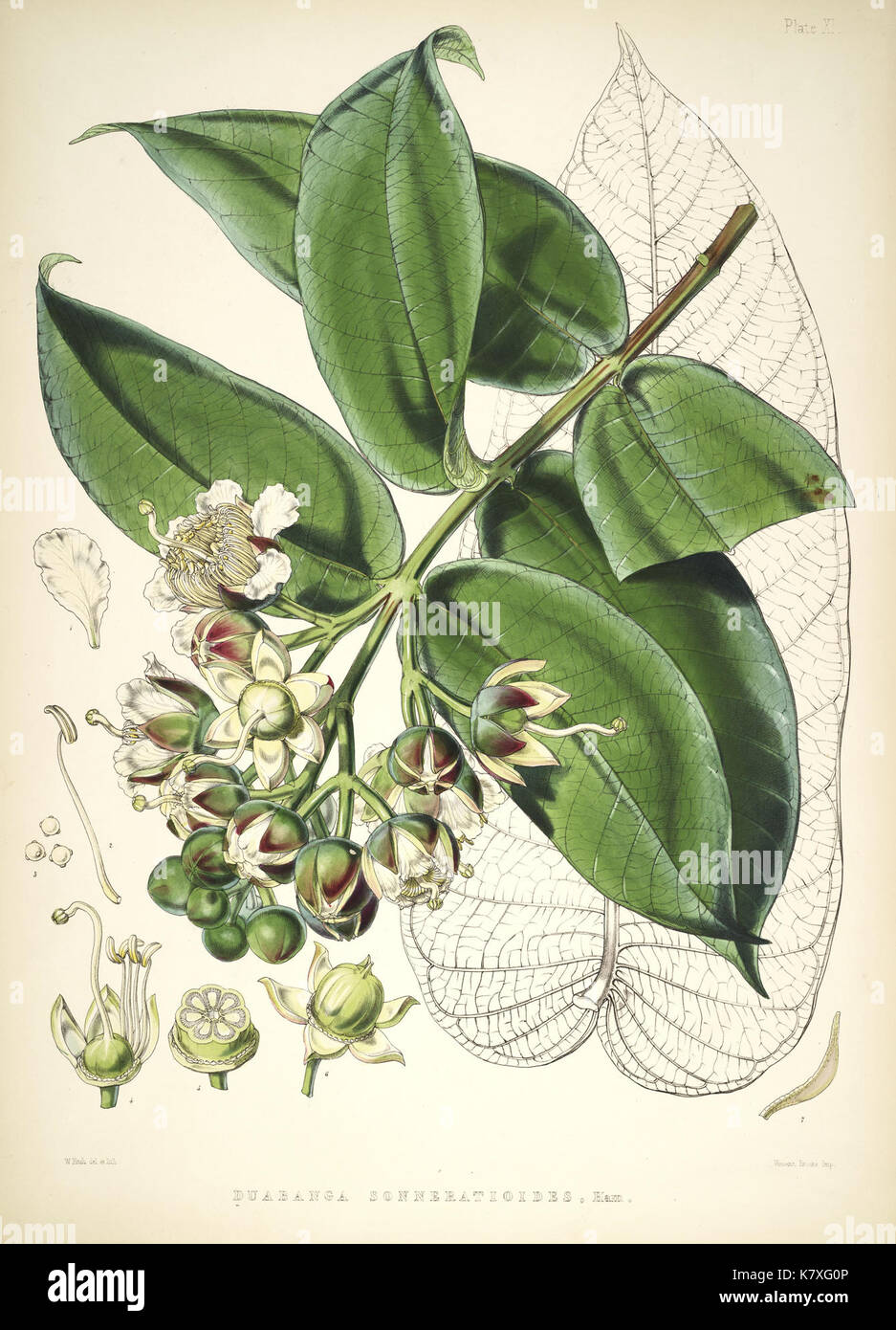 Illustrations of Himalayan plants (Plate XI) BHL620701 Stock Photo - Alamy