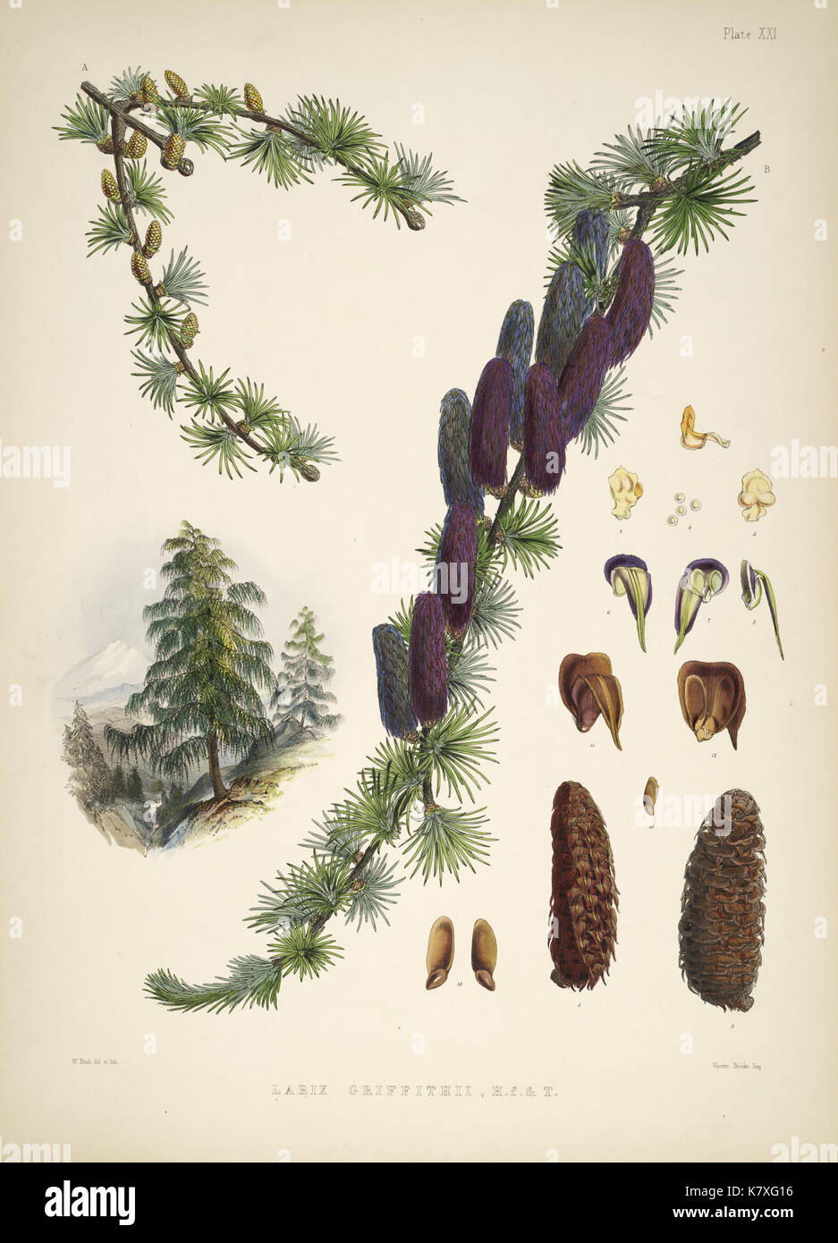 Illustrations of Himalayan plants (Plate XXI) BHL620728 Stock Photo - Alamy