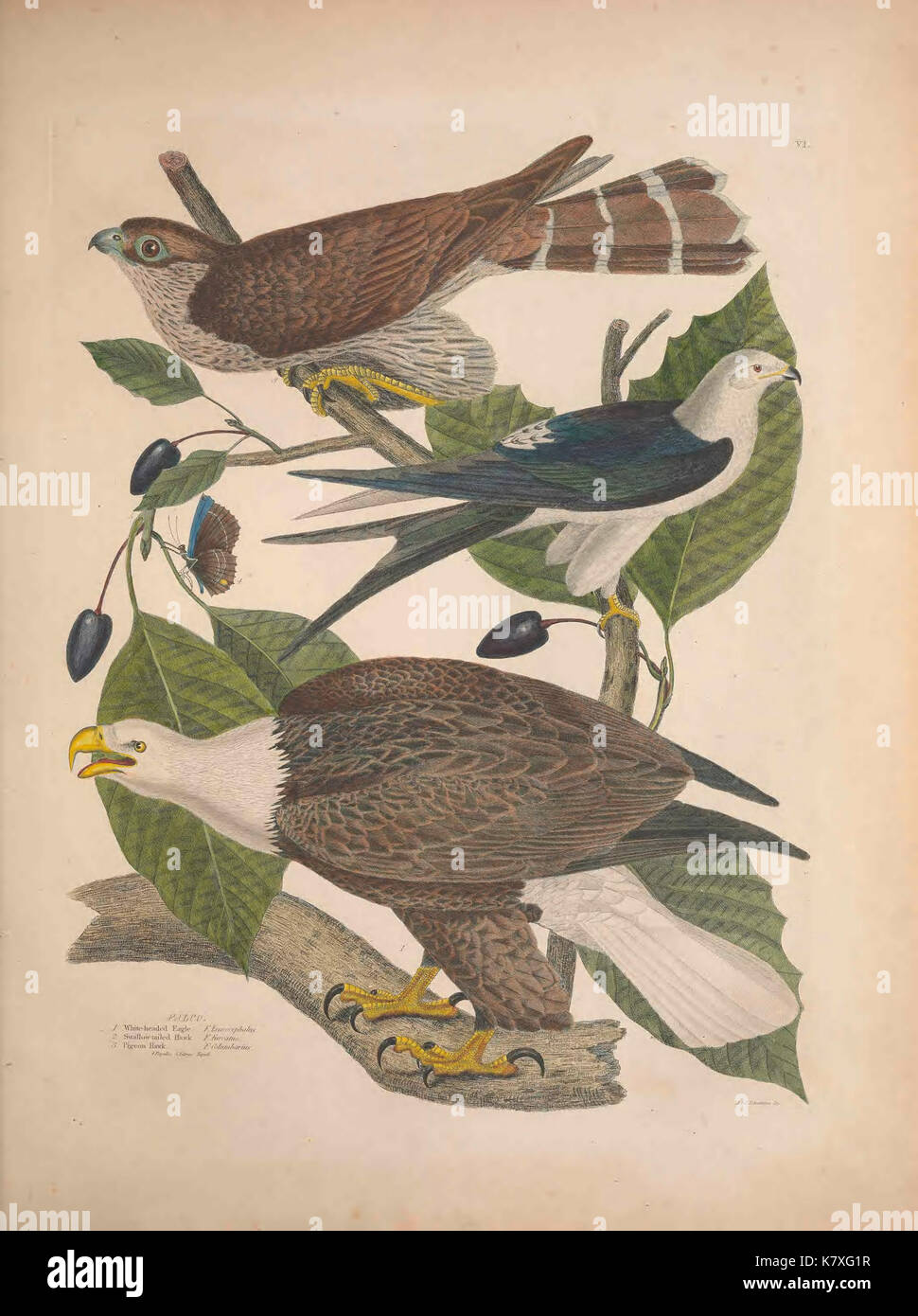 Illustrations of the American ornithology of Alexander Wilson and ...