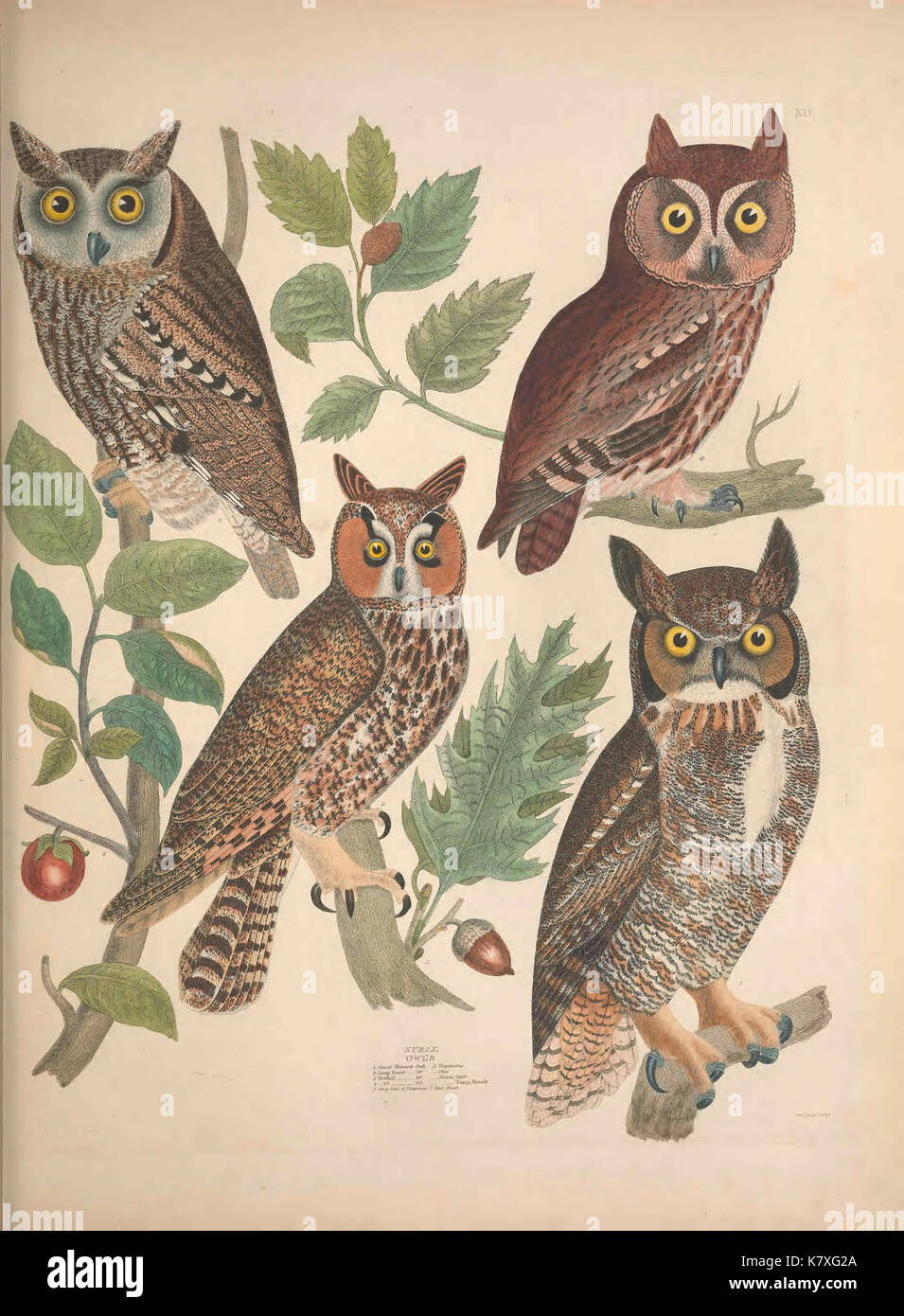 Illustrations of the American ornithology of Alexander Wilson and ...