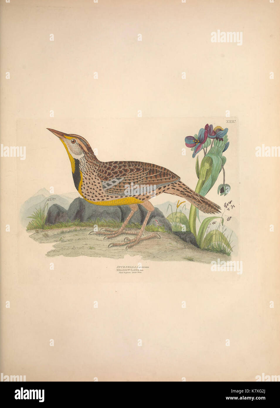 Illustrations of the American ornithology of Alexander Wilson and ...