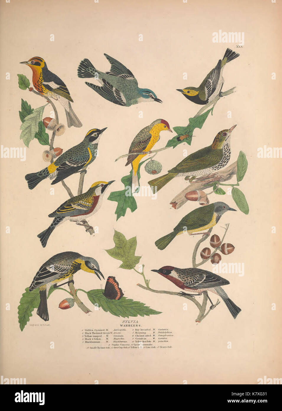 Illustrations of the American ornithology of Alexander Wilson and ...