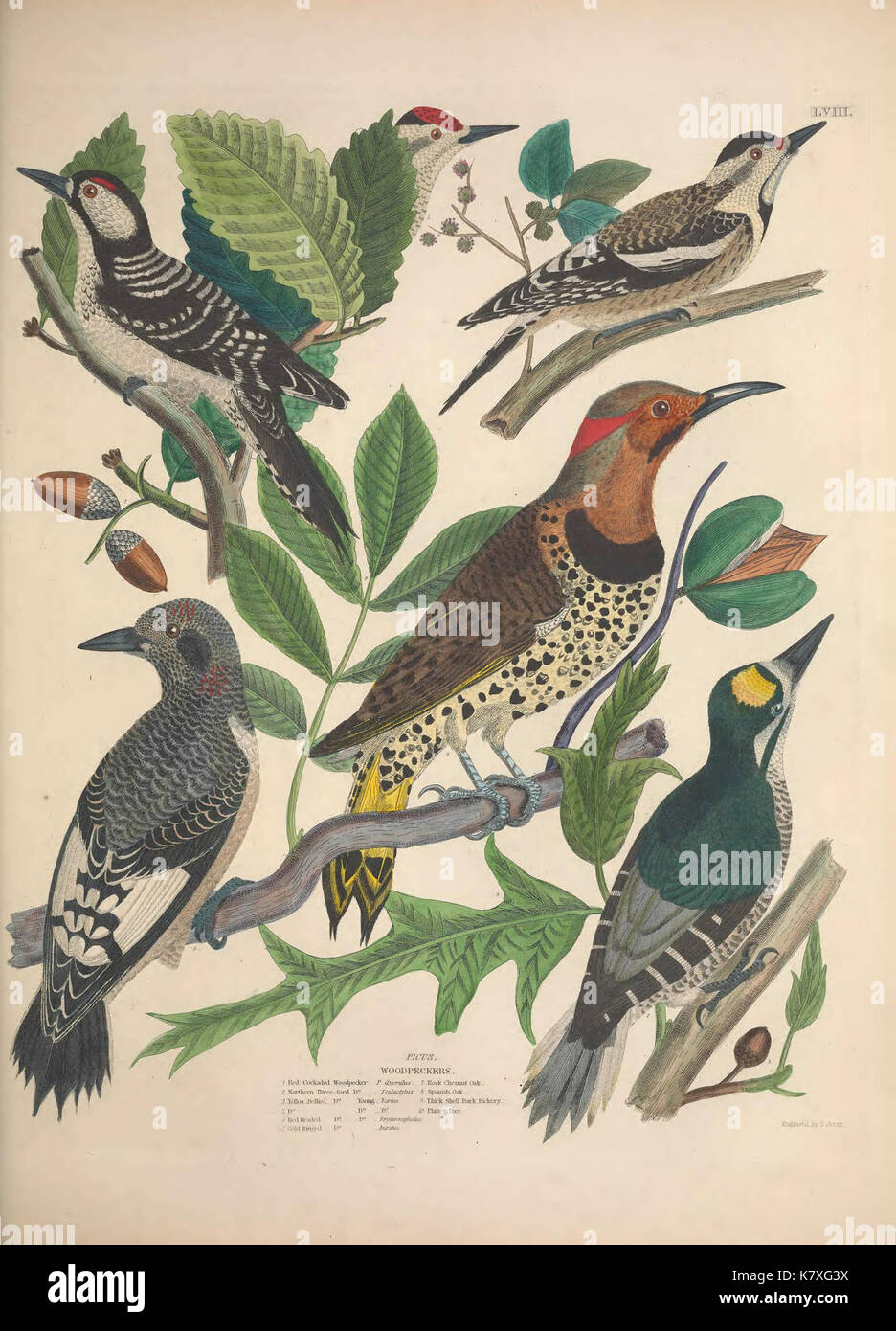 Illustrations of the American ornithology of Alexander Wilson and ...