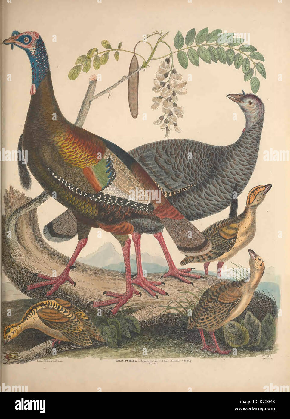 Illustrations of the American ornithology of Alexander Wilson and ...