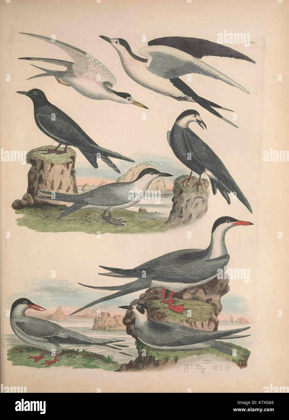 Illustrations of the American ornithology of Alexander Wilson and ...