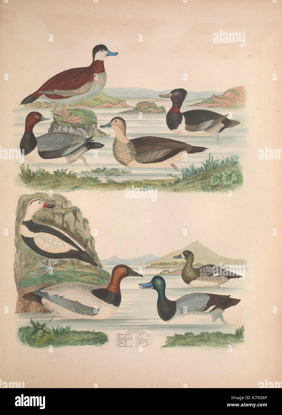 Illustrations of the American ornithology of Alexander Wilson and ...
