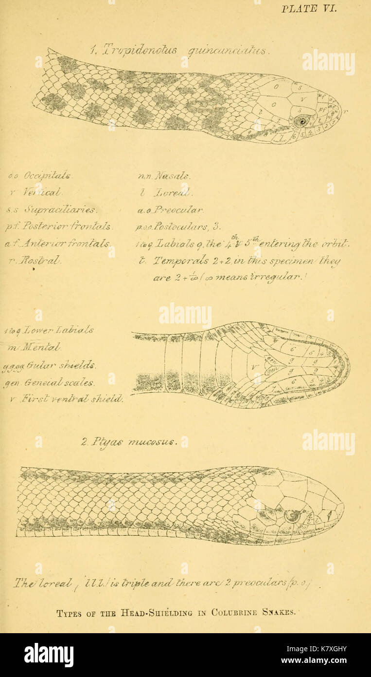 Indian snakes (Plate VI) BHL4390446 Stock Photo - Alamy