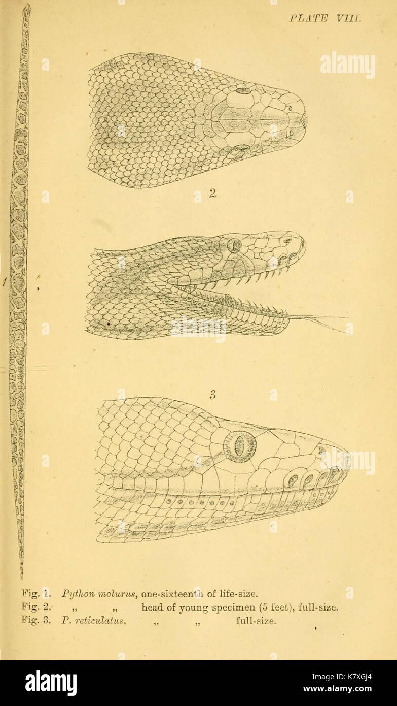 Indian snakes (Plate VIII) BHL4390508 Stock Photo - Alamy