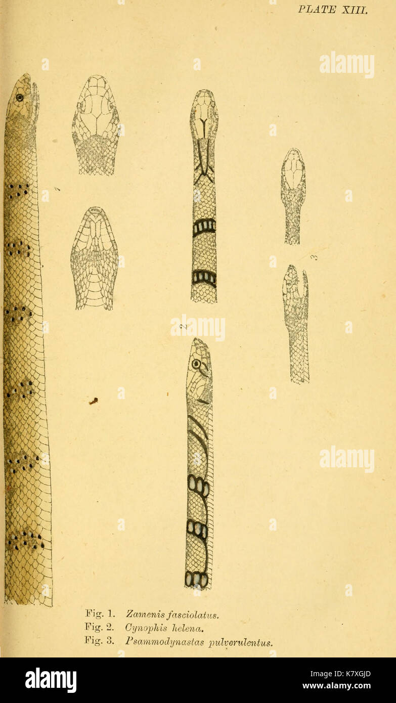 Indian snakes (Plate XIII) BHL4390554 Stock Photo - Alamy