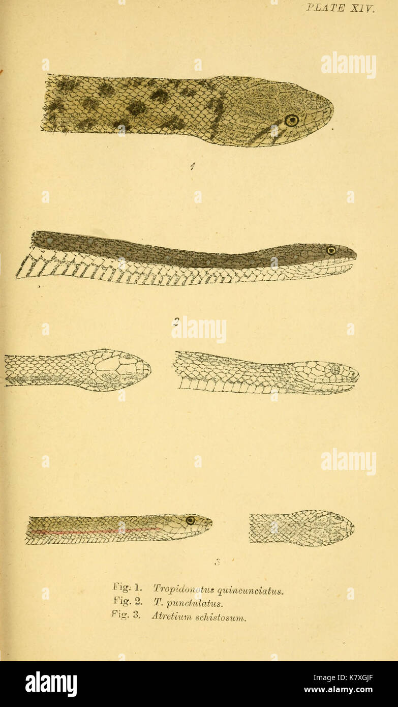 Indian snakes (Plate XIV) BHL4390560 Stock Photo - Alamy
