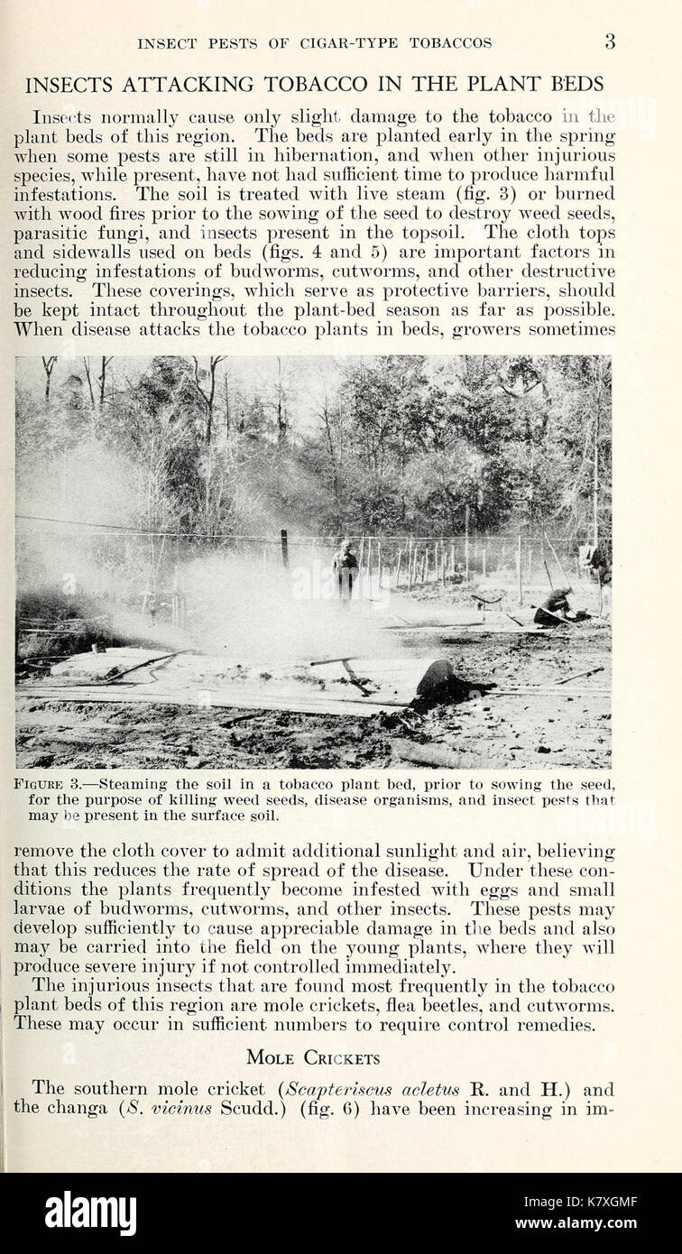 Insect pests of cigar type tobaccos in the Southern districts (Page 3 ...