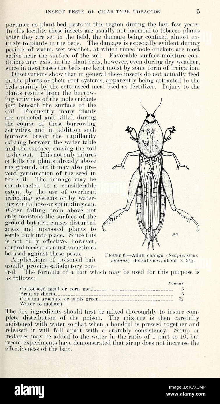 Insect pests of cigar type tobaccos in the Southern districts (Page 5 ...