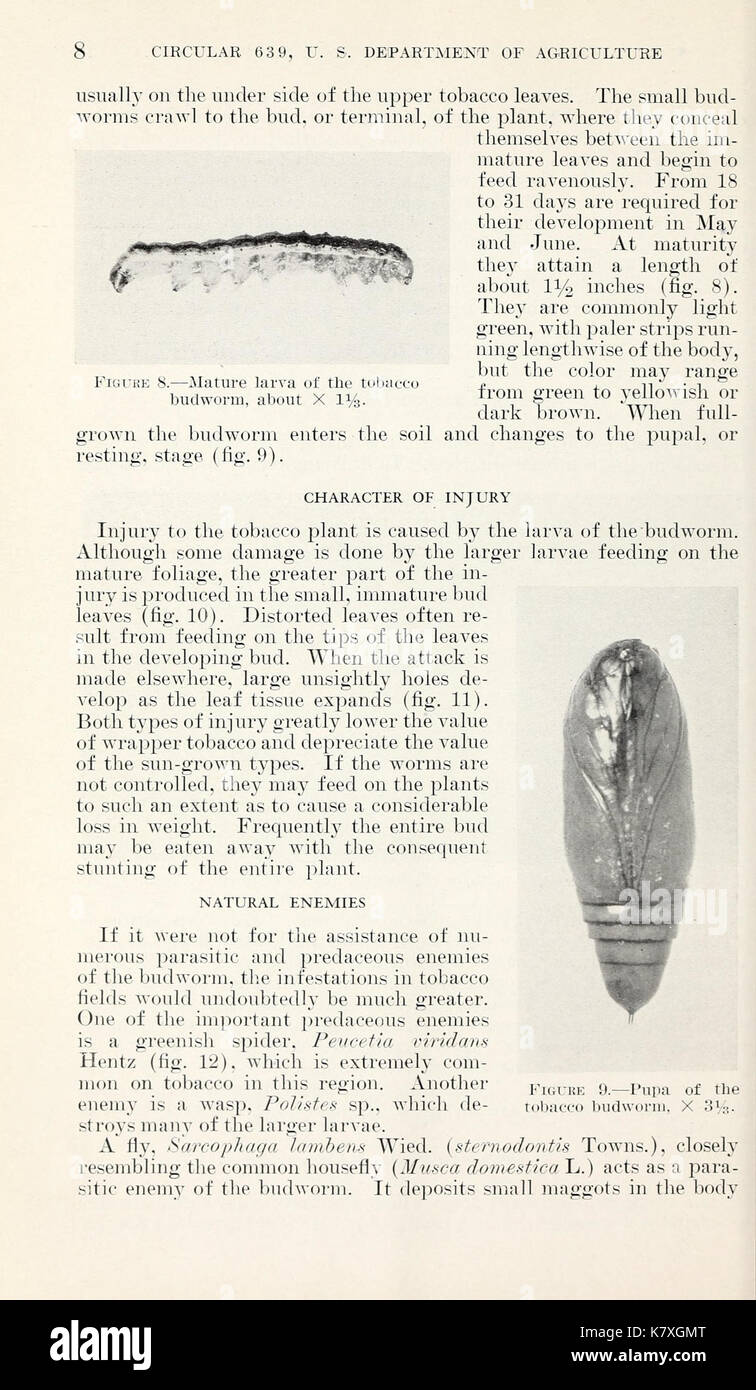 Insect pests of cigar type tobaccos in the Southern districts (Page 8 ...