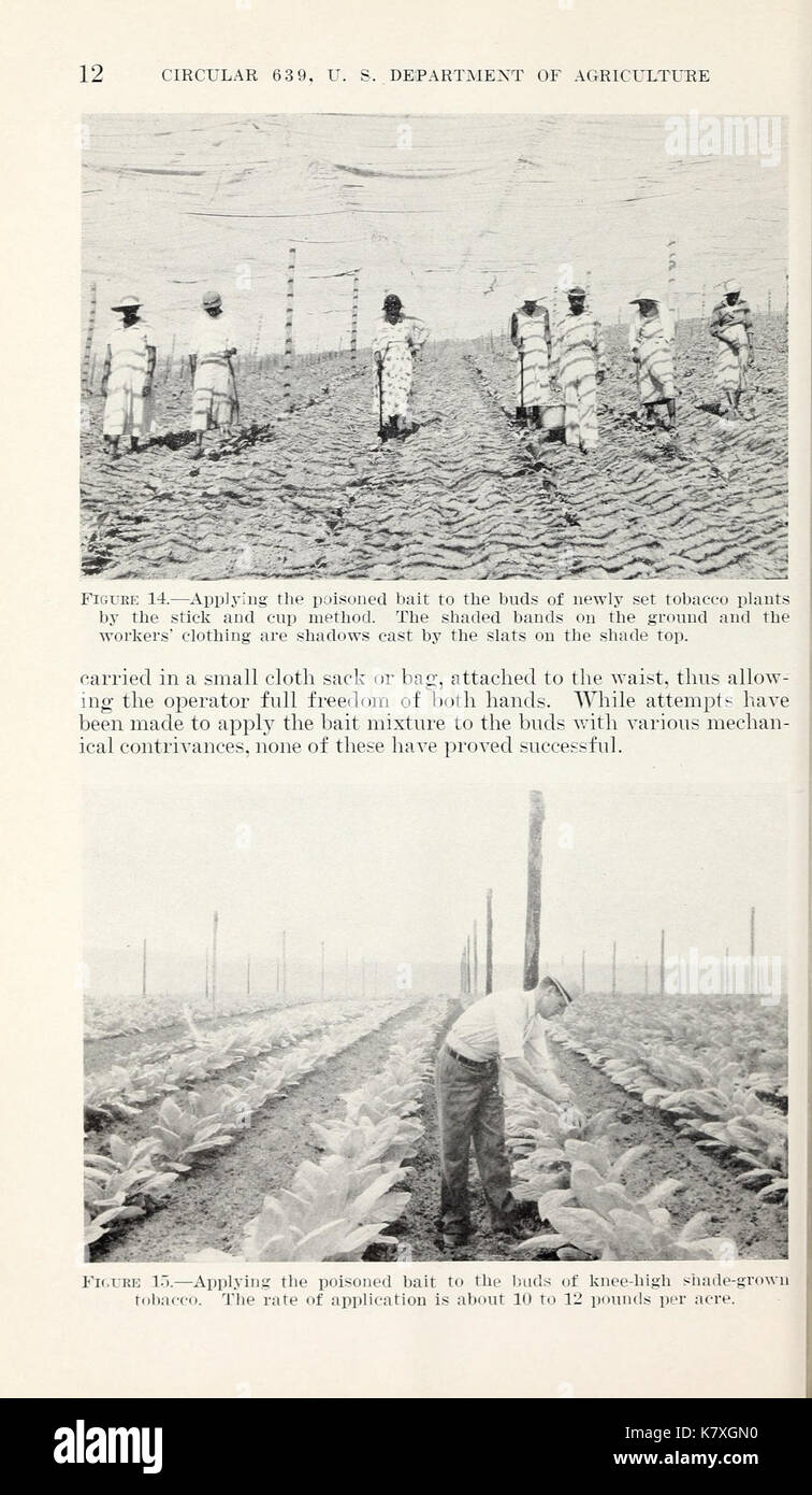 Insect pests of cigar type tobaccos in the Southern districts (Page 12 ...