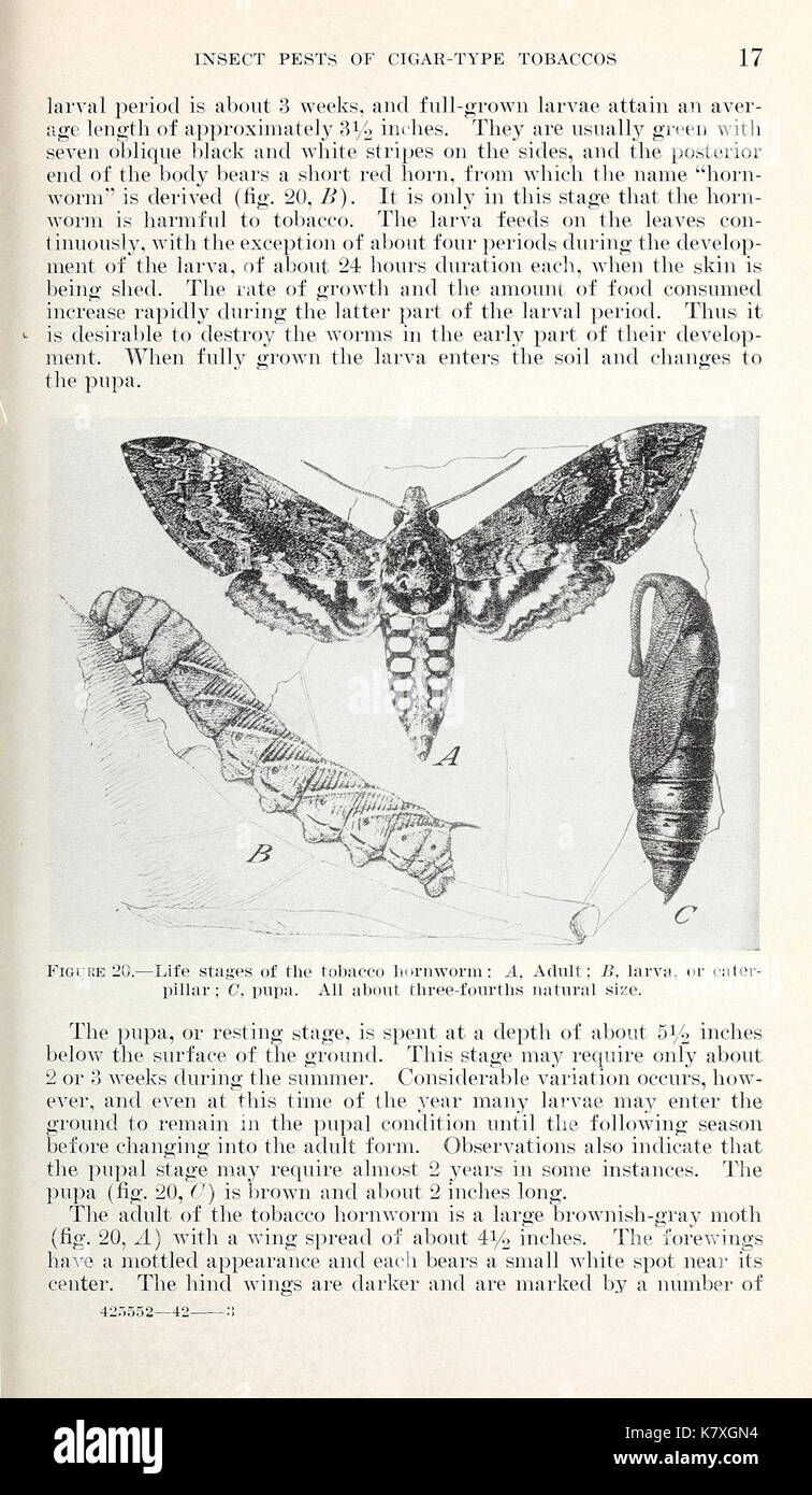Insect pests of cigar type tobaccos in the Southern districts (Page 17 ...
